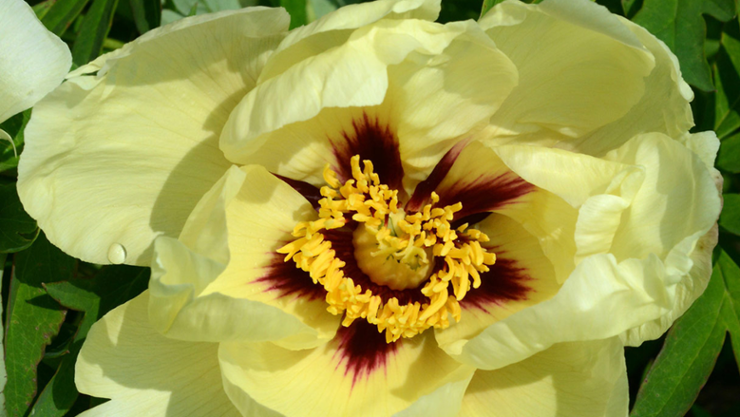 Arboretum - The A.P. Saunders Peonies - Hamilton College