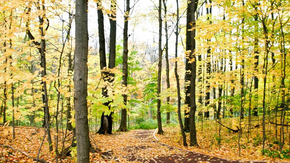 Sustainability - Reforestation and Existing Forests - Hamilton College