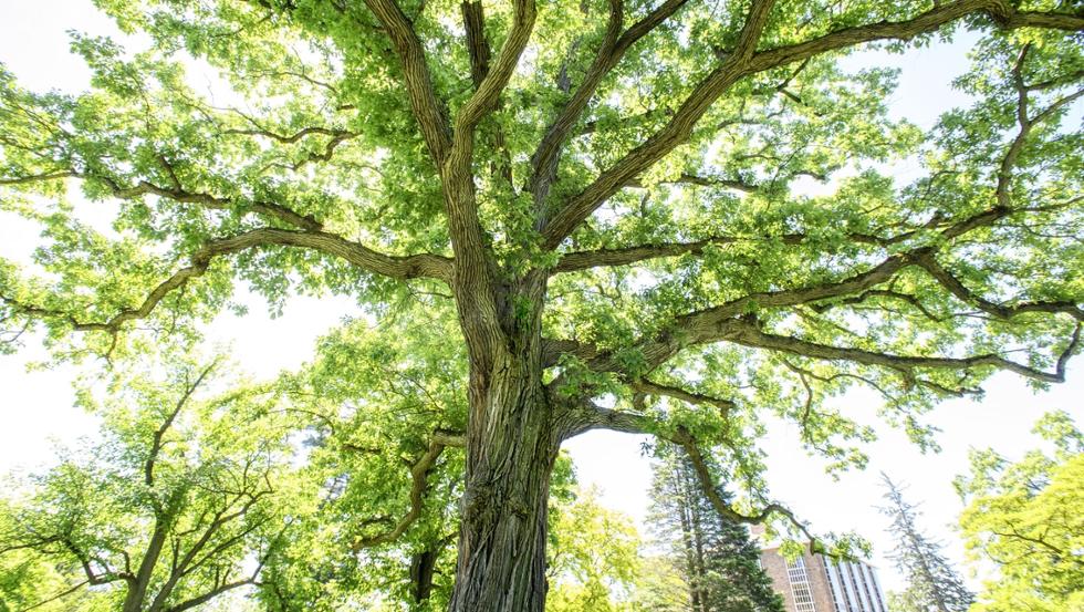 Arboretum - trees - Environment - Hamilton College