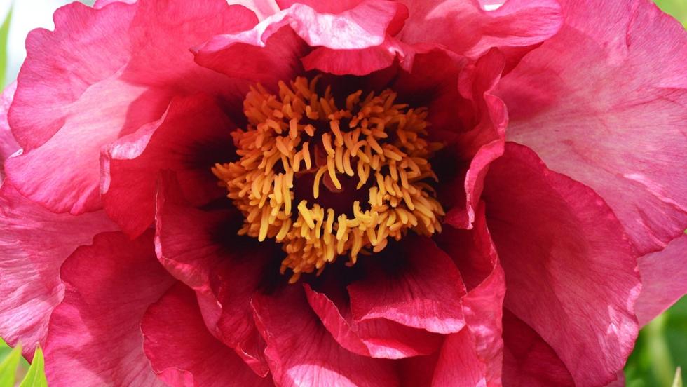Arboretum - The A.P. Saunders Peonies - Hamilton College