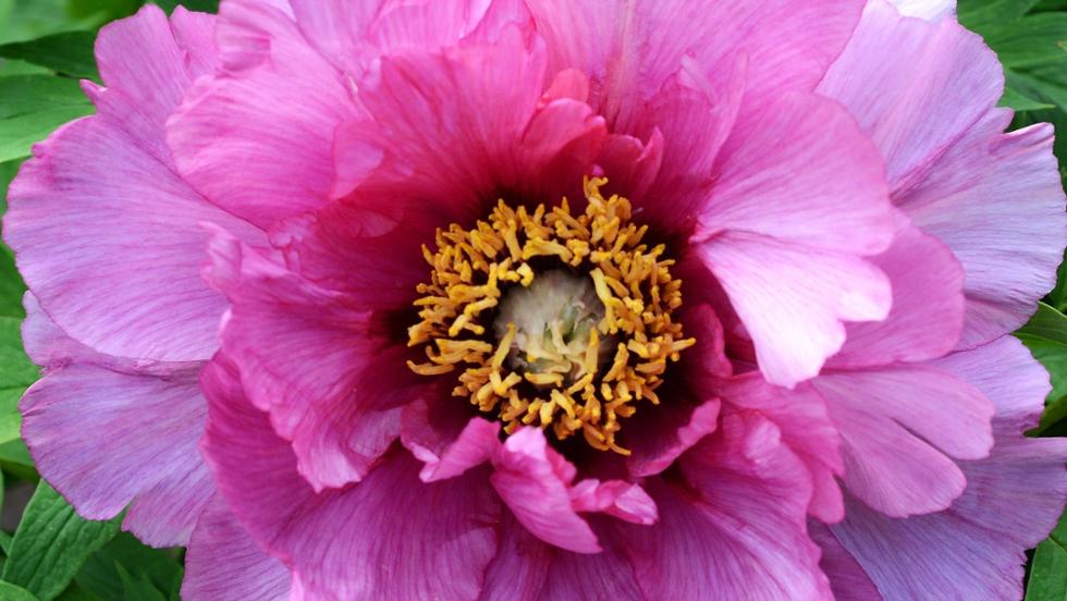 Arboretum - The A.P. Saunders Peonies - Hamilton College