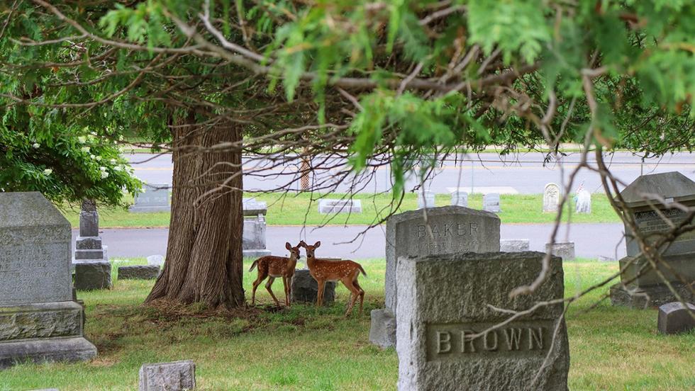 Showcase - New Forest Cemetery - Hamilton College