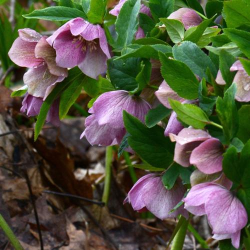 Root Glen - May Flowers in Bloom - Hamilton College