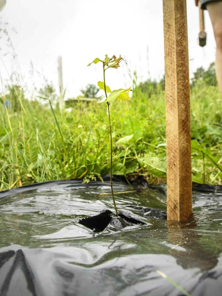 Inside Hamilton’s Student-Led Sustainability Movement - News - Hamilton ...