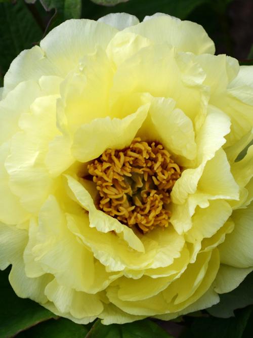 Arboretum - The A.P. Saunders Peonies - Hamilton College