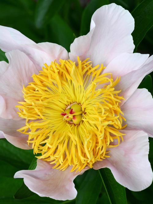 Arboretum - The A.P. Saunders Peonies - Hamilton College