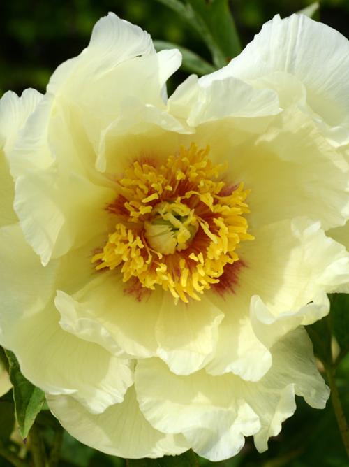 Arboretum - The A.P. Saunders Peonies - Hamilton College