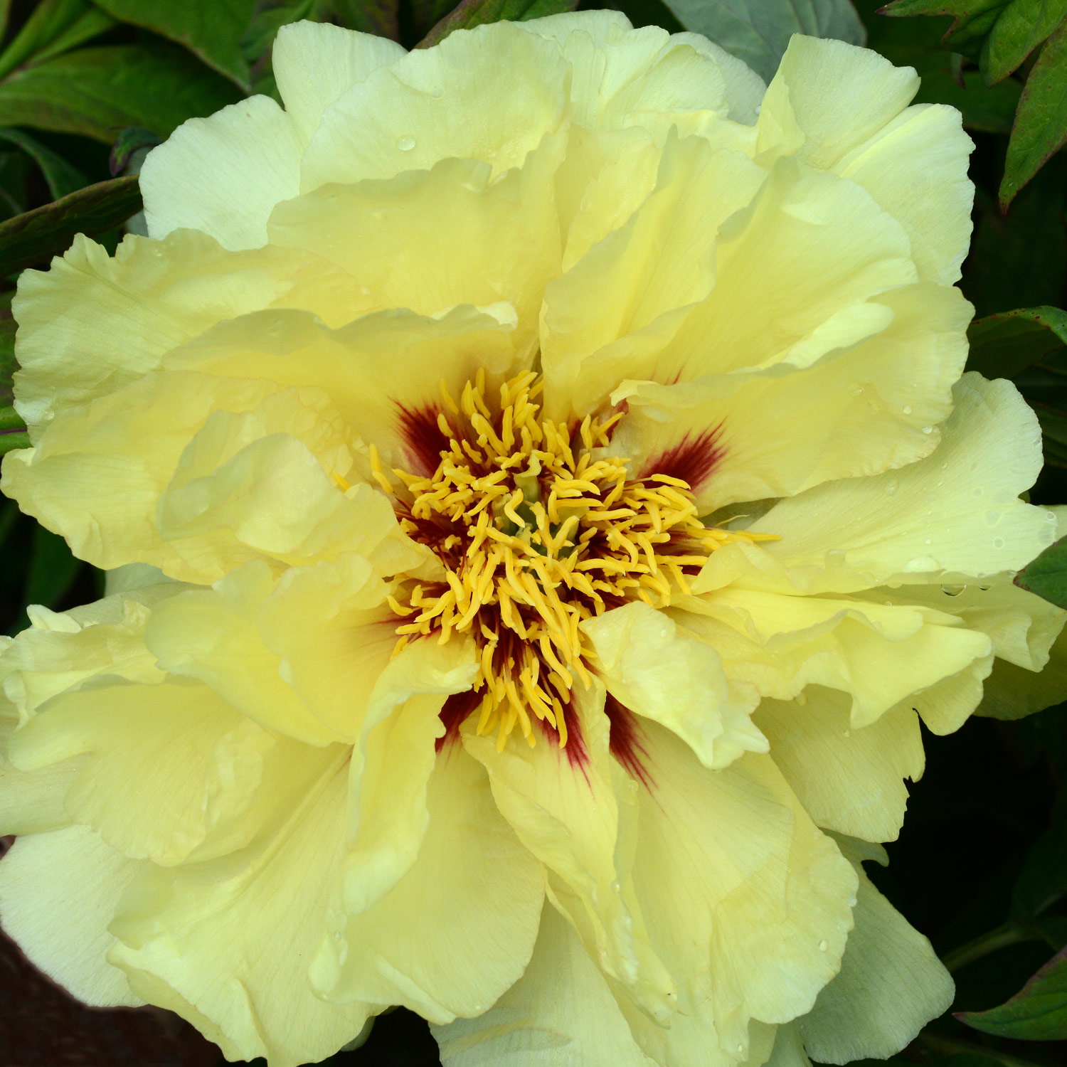 Arboretum - The A.P. Saunders Peonies - Hamilton College