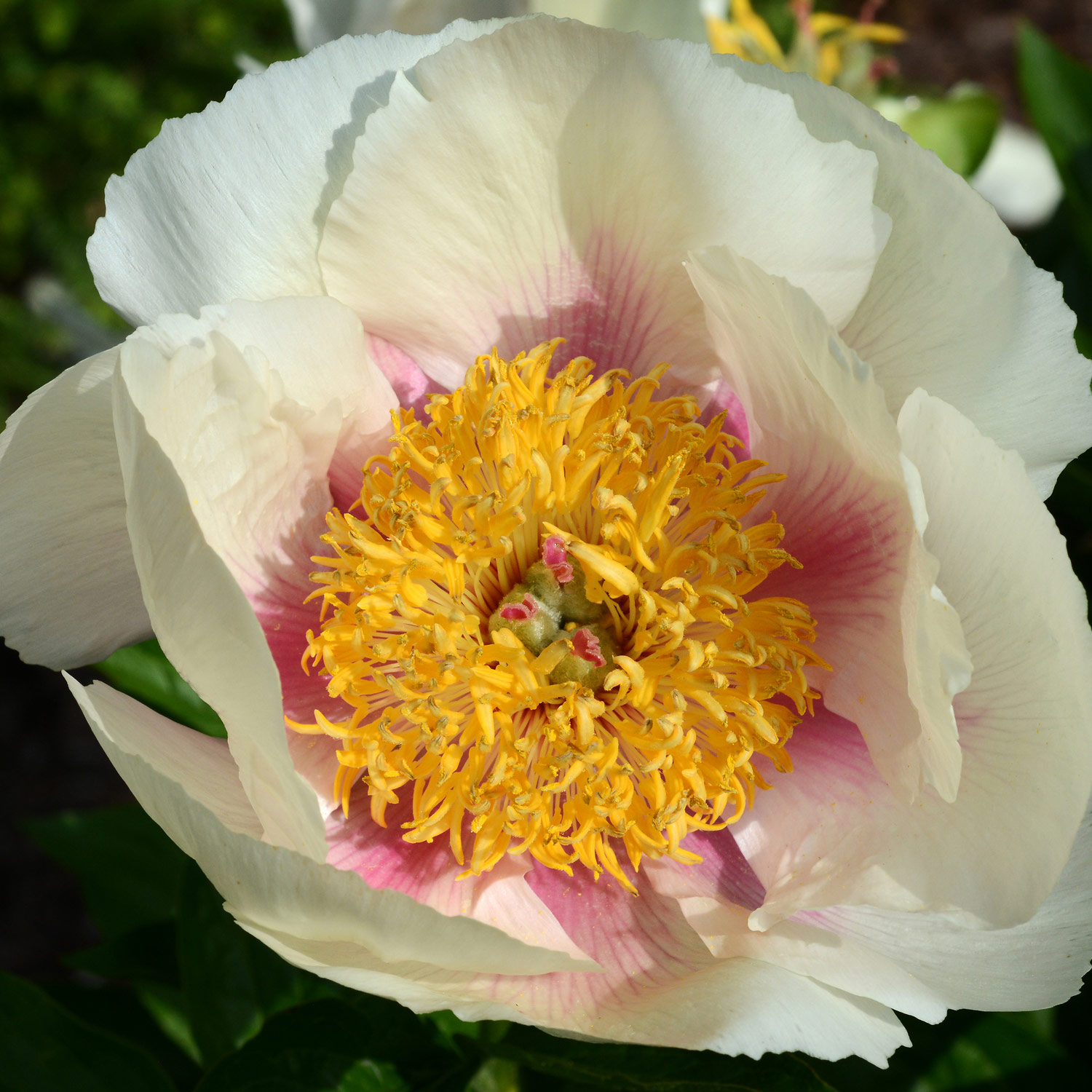 Arboretum - The A.P. Saunders Peonies - Hamilton College