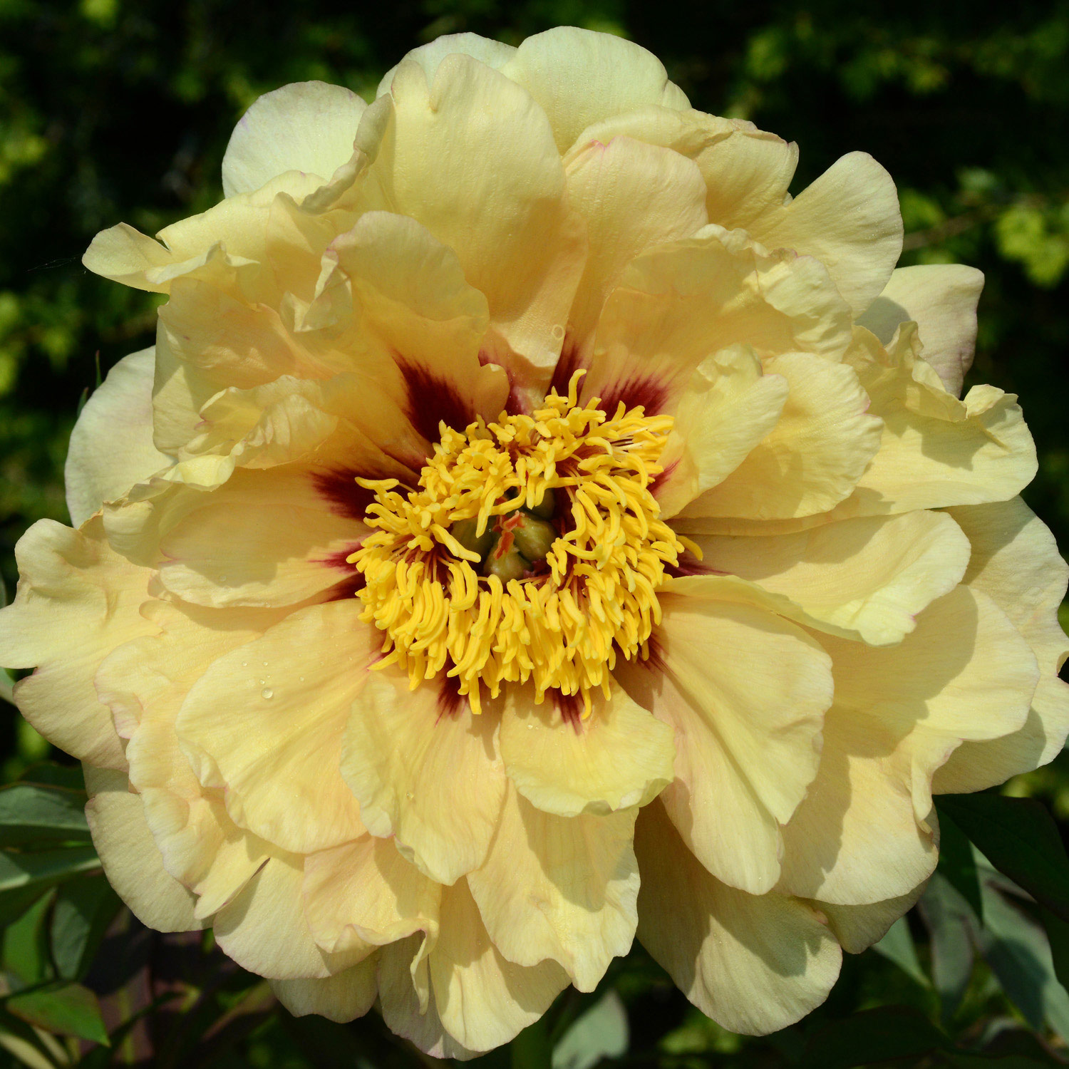 Arboretum - The A.P. Saunders Peonies - Hamilton College