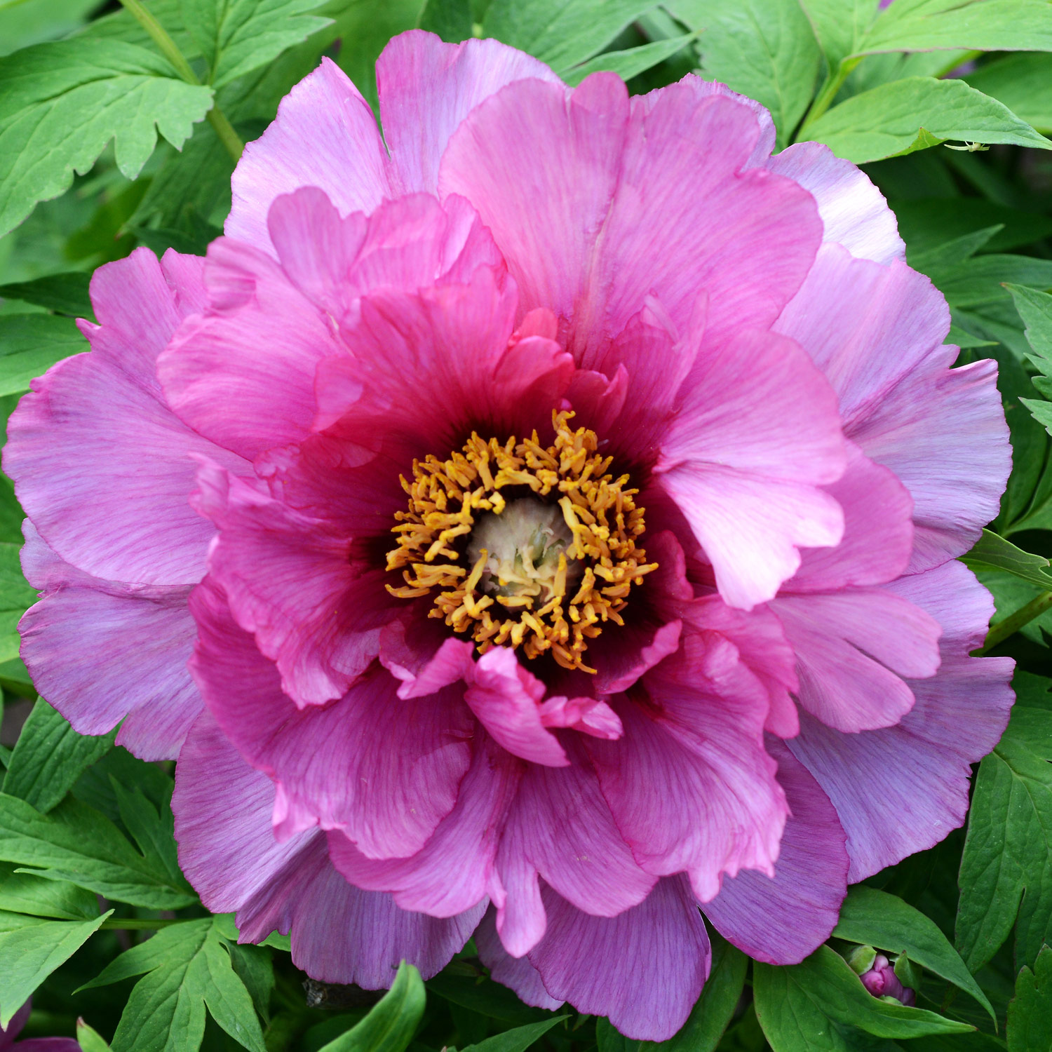 Arboretum - The A.P. Saunders Peonies - Hamilton College