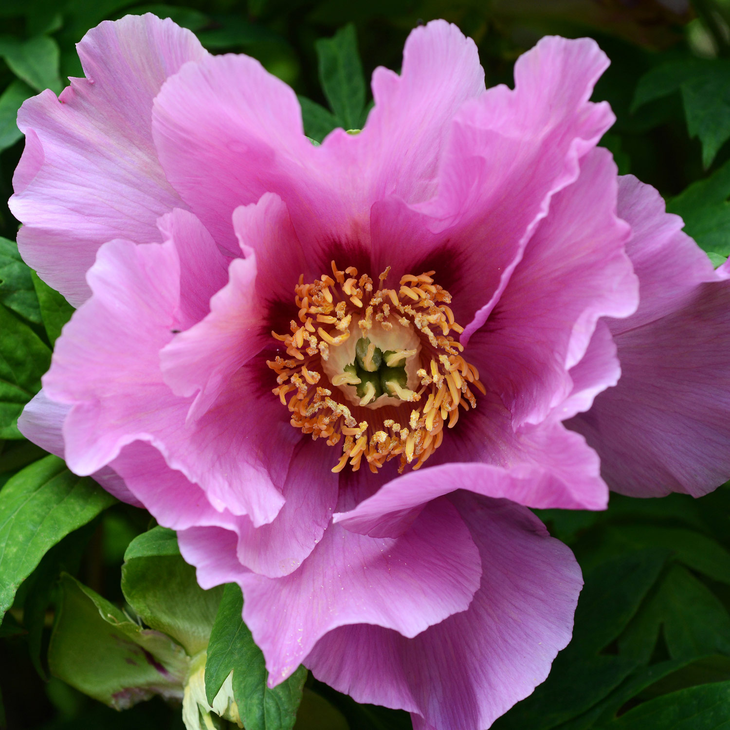 Arboretum - The A.P. Saunders Peonies - Hamilton College