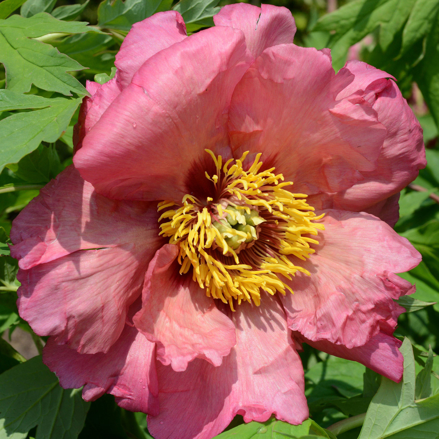 Arboretum - The A.P. Saunders Peonies - Hamilton College