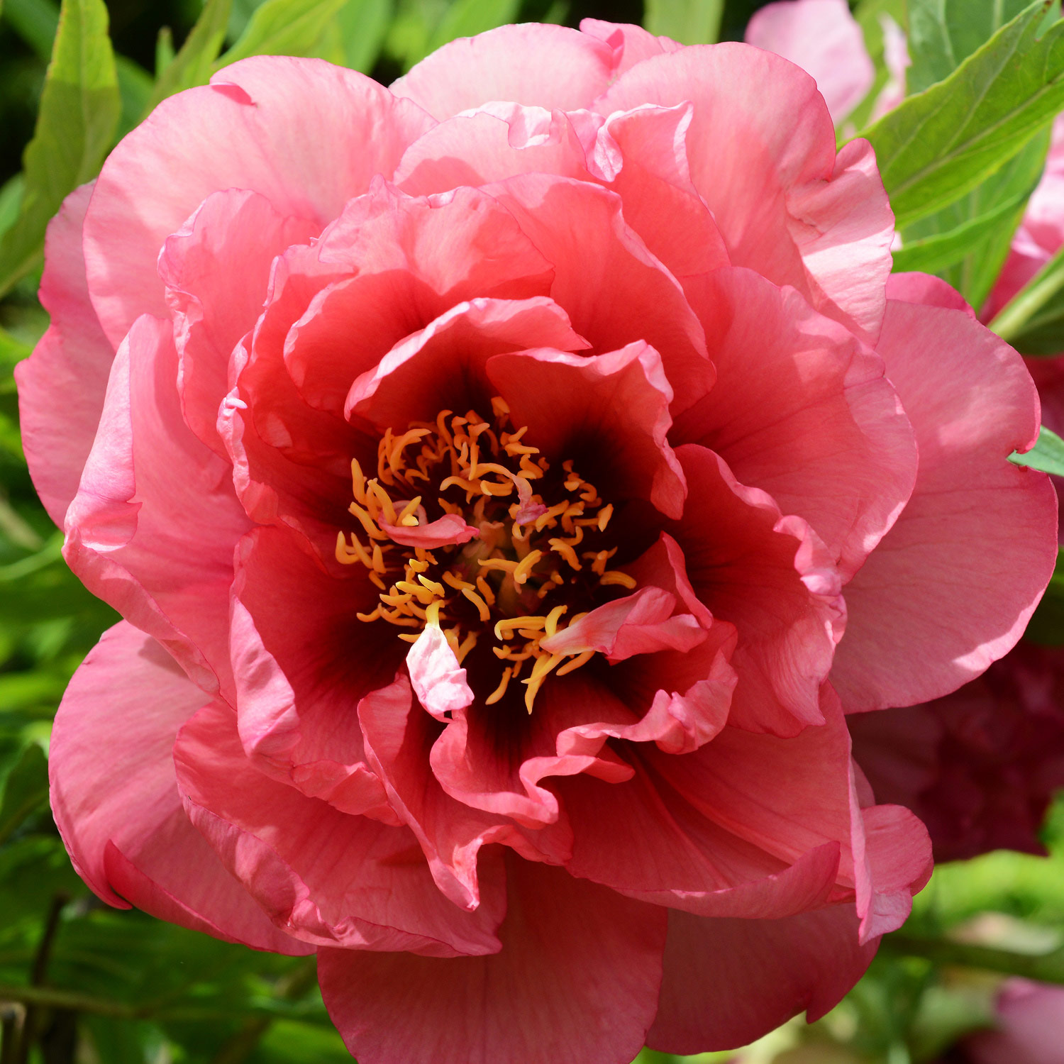 Arboretum - The A.P. Saunders Peonies - Hamilton College