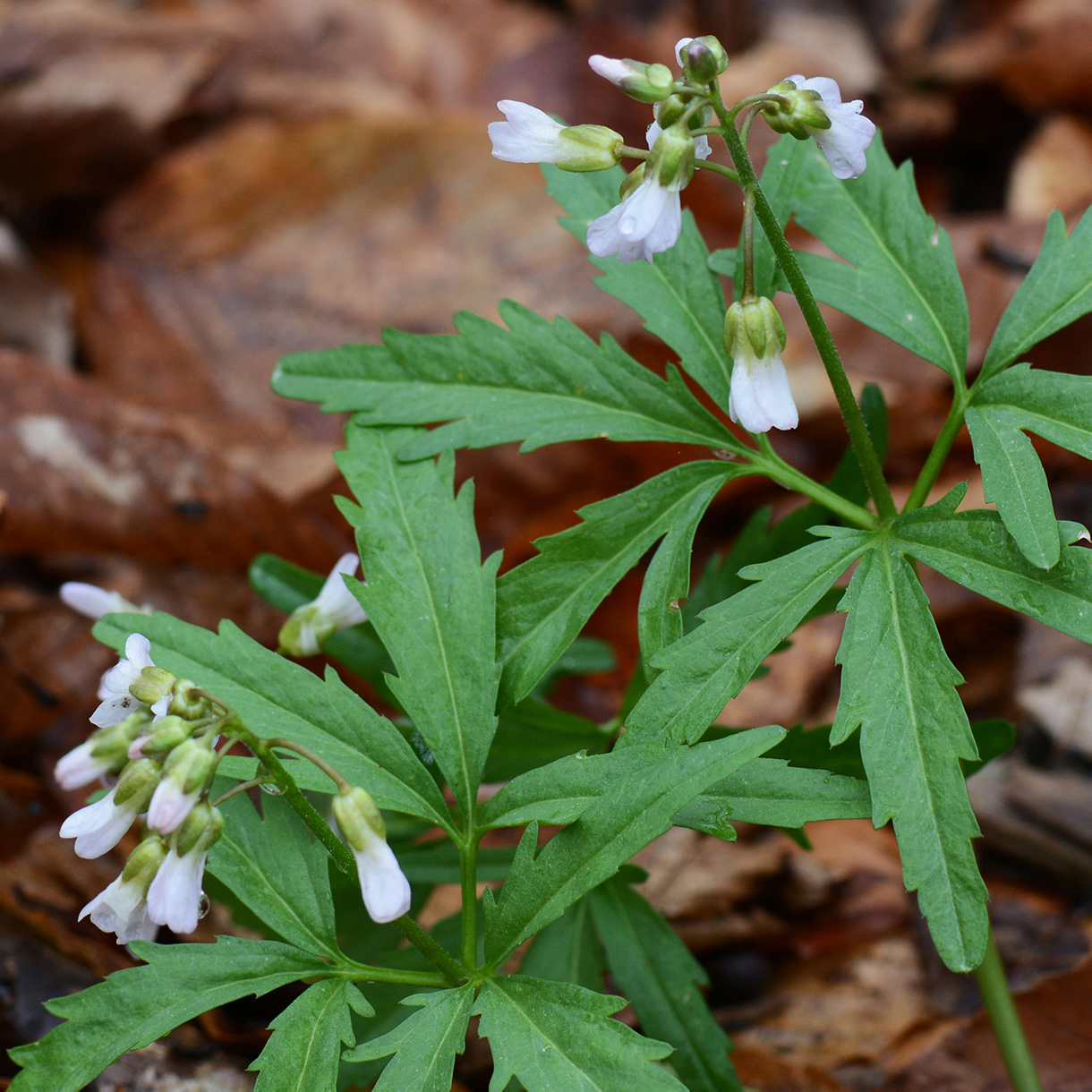 Root Glen - May Flowers in Bloom - Hamilton College