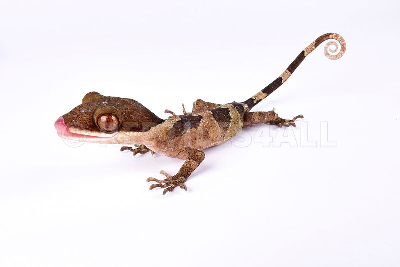 REPTILES4ALL | Ring-tailed Gecko, Cyrtodactylus louisiadensis