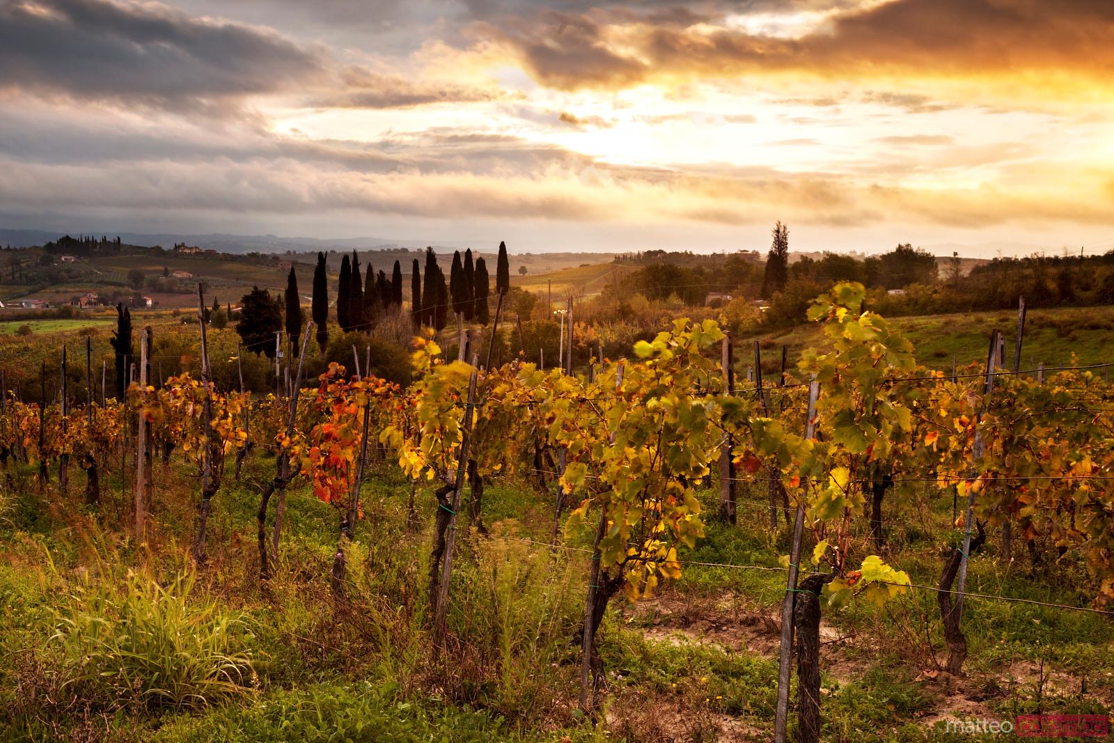 Matteo Colombo Travel Photography | Vineyard in autumn at sunrise ...