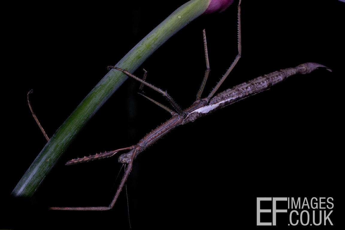 EF IMAGES | Giant Stick Insect Of Far North Queensland