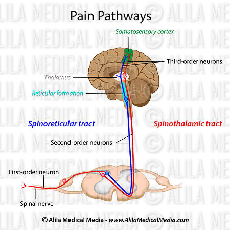 Alila Medical Media | Pain pathways | Medical illustration