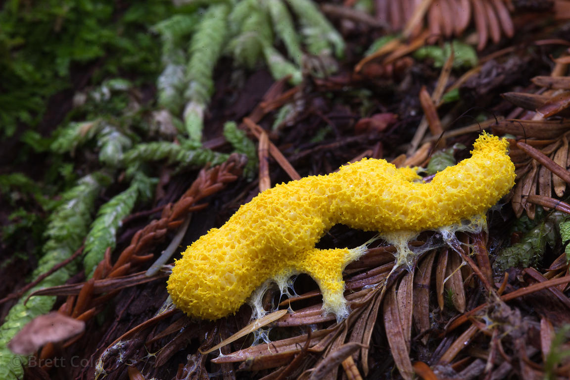 Brett Cole Photography | Yellow slime mold (Physarum polycephalum) in ...