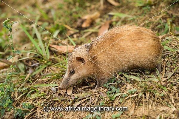 Photos and pictures of: Tailless tenrec or Common tenrec (Tenrec ...