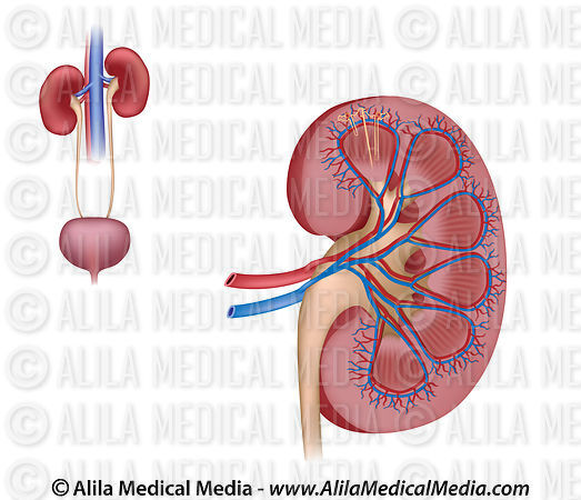 Alila Medical Media | Renal circulation, unlabeled. | Medical illustration