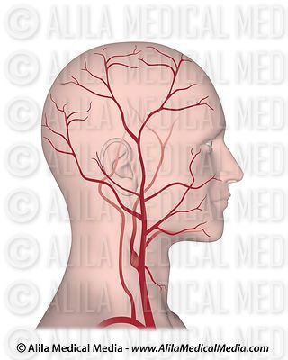 Alila Medical Media | Heart and Circulatory System Images