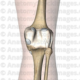 Anatomy Stock Images | Knee