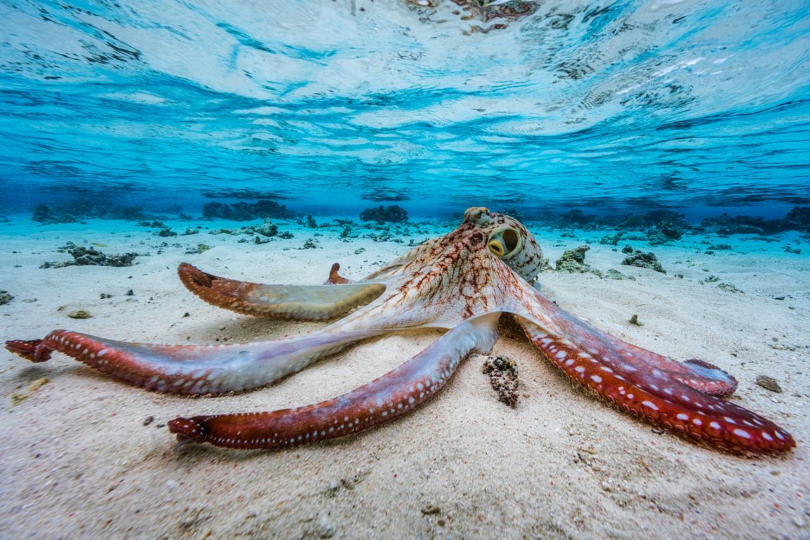 Underwater photography / Octopus