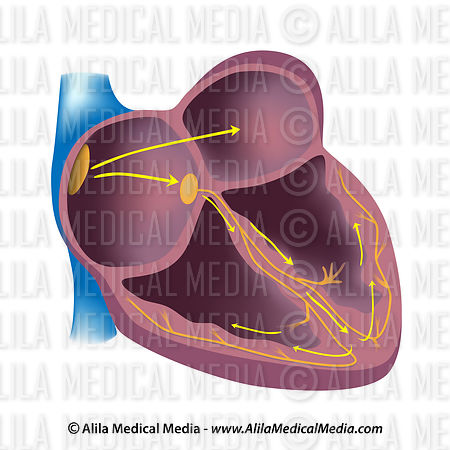 Alila Medical Media | Electrical pathways of the heart, unlabeled ...