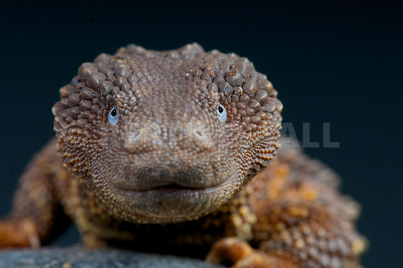 REPTILES4ALL | Borneo earless monitor (Lanthanotus borneensis)