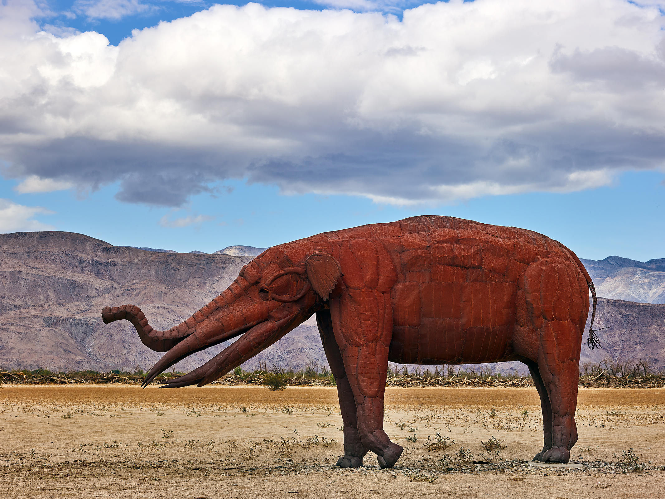 Photographic Art | Gomphothere (Pachyderm)