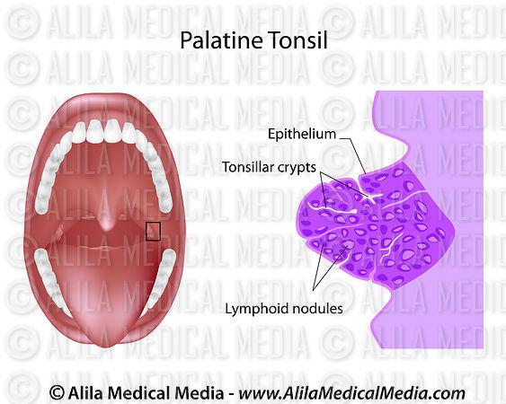 Alila Medical Media | Palatine tonsil section | Medical illustration