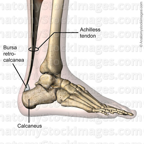 Heel Bursitis Anatomy