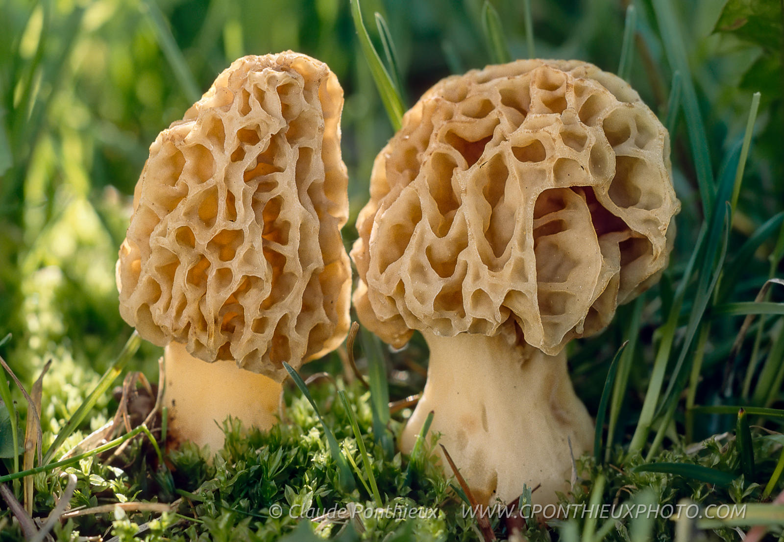 Claude Ponthieux Photographe | Morilles blondes