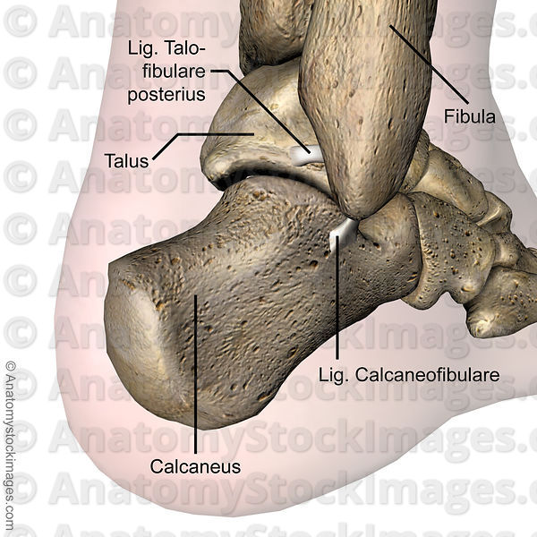 Anatomy Stock Images | ankle-ligaments-dorsal-ligament-ligamentum ...
