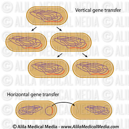 Alila Medical Media | Vertical versus horizontal gene transfer in ...