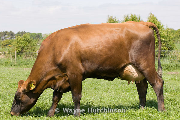 Wayne Hutchinson Photography | Danish Red dairy cattle in field ...