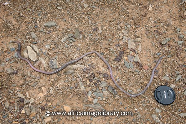 Photos and pictures of: Giant South African earthworm, Kwandwe Game ...