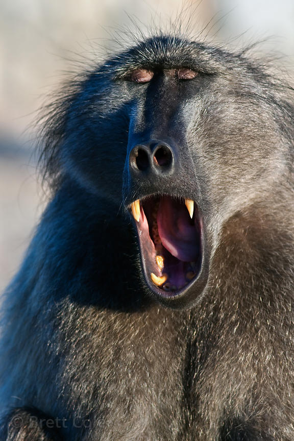 Brett Cole Photography | Alpha male baboon from the Buffels Bay troop ...