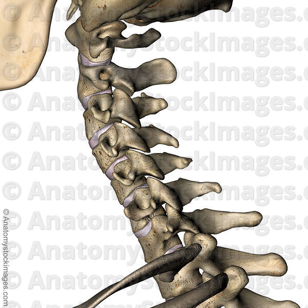 Anatomy Stock Images | neck-intervertebral-disc-discus-intervertebralis ...