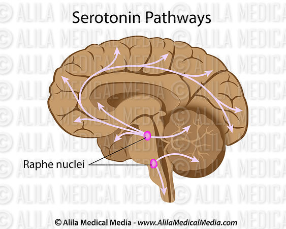 Alila Medical Media | Serotonin pathways | Medical illustration