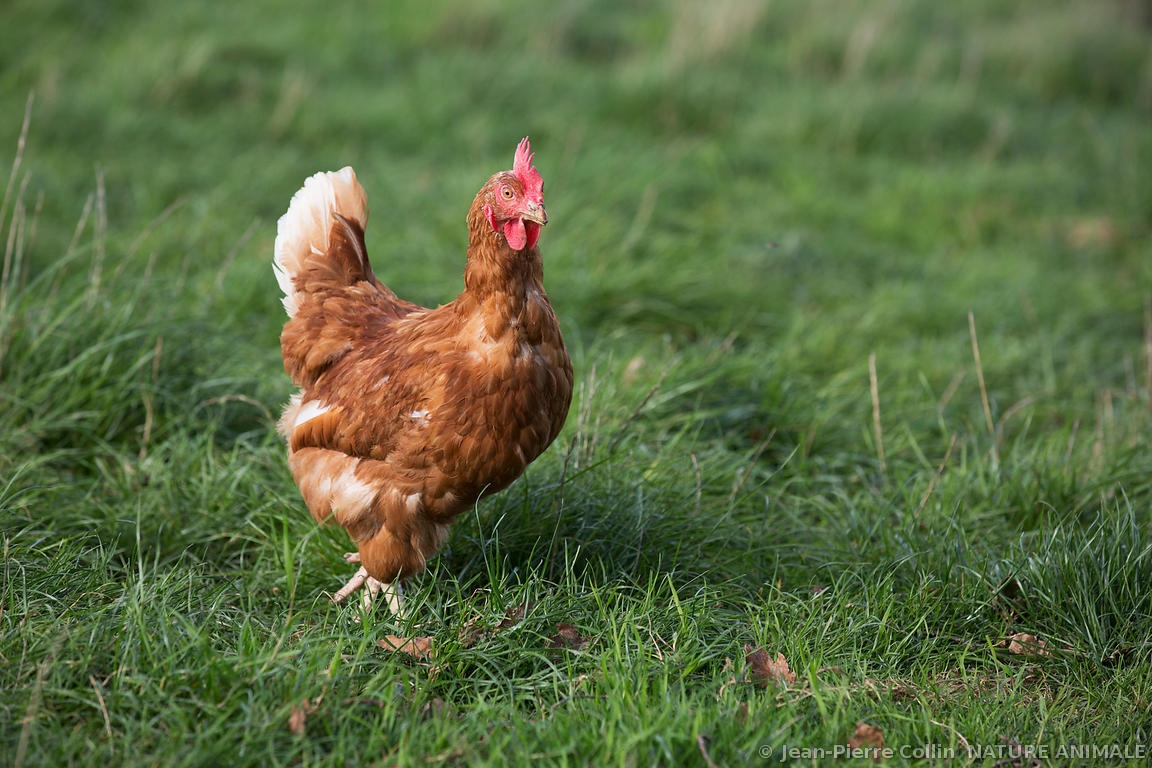 NATURE ANIMALE photo animaux et nature par le photographe animalier ...