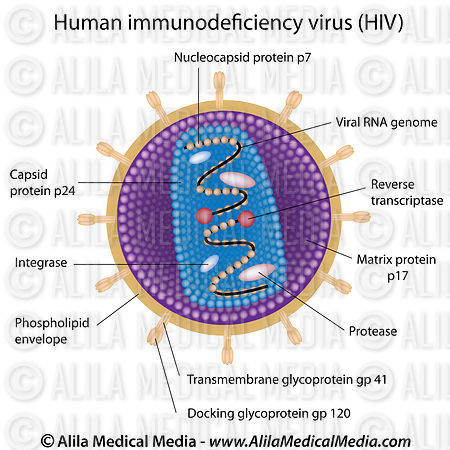 Alila Medical Media | Structure of HIV | Medical illustration