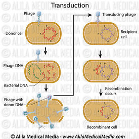 Alila Medical Media | Bacterial transformation diagram. | Medical ...