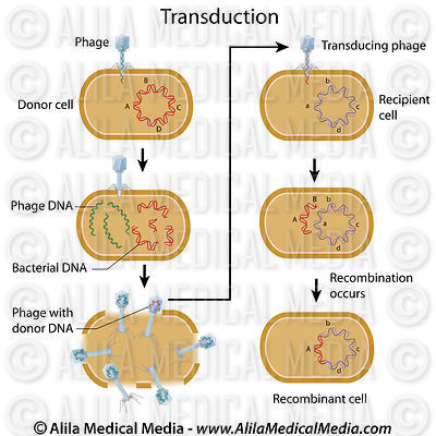 Alila Medical Media | Microbiology Images