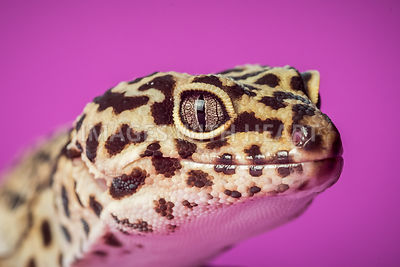Images with Heart | OTHER ANIMALS