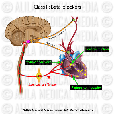 Alila Medical Media | Brain and Nervous System Images