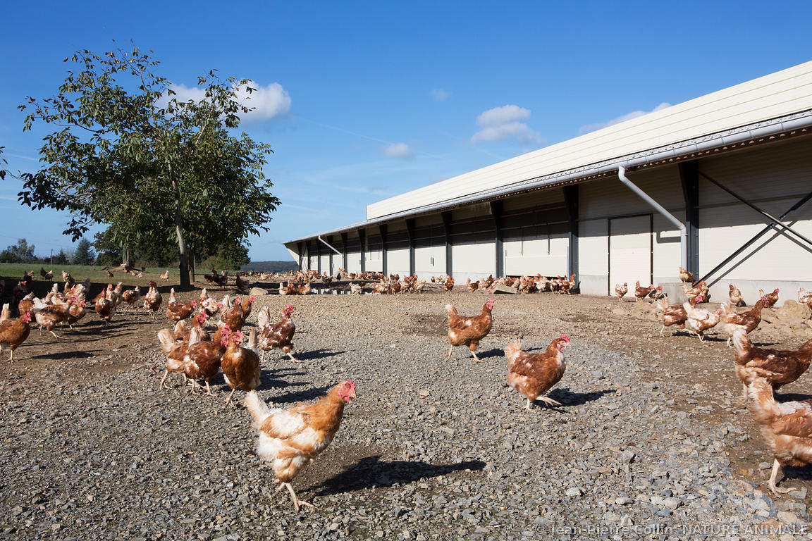 NATURE ANIMALE photo animaux et nature par le photographe animalier ...