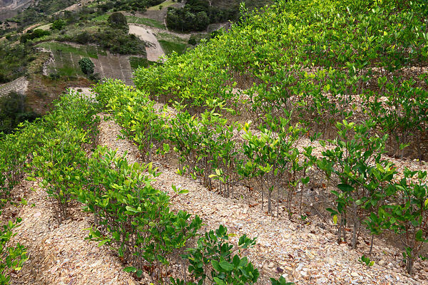 Magical Andes Photography | Coca plants ( Erythroxylum coca ) growing ...